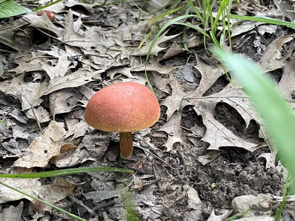 Hortiboletus from Bob Eden Rd, Euless, TX, US on May 18, 2023 at 04:08 ...