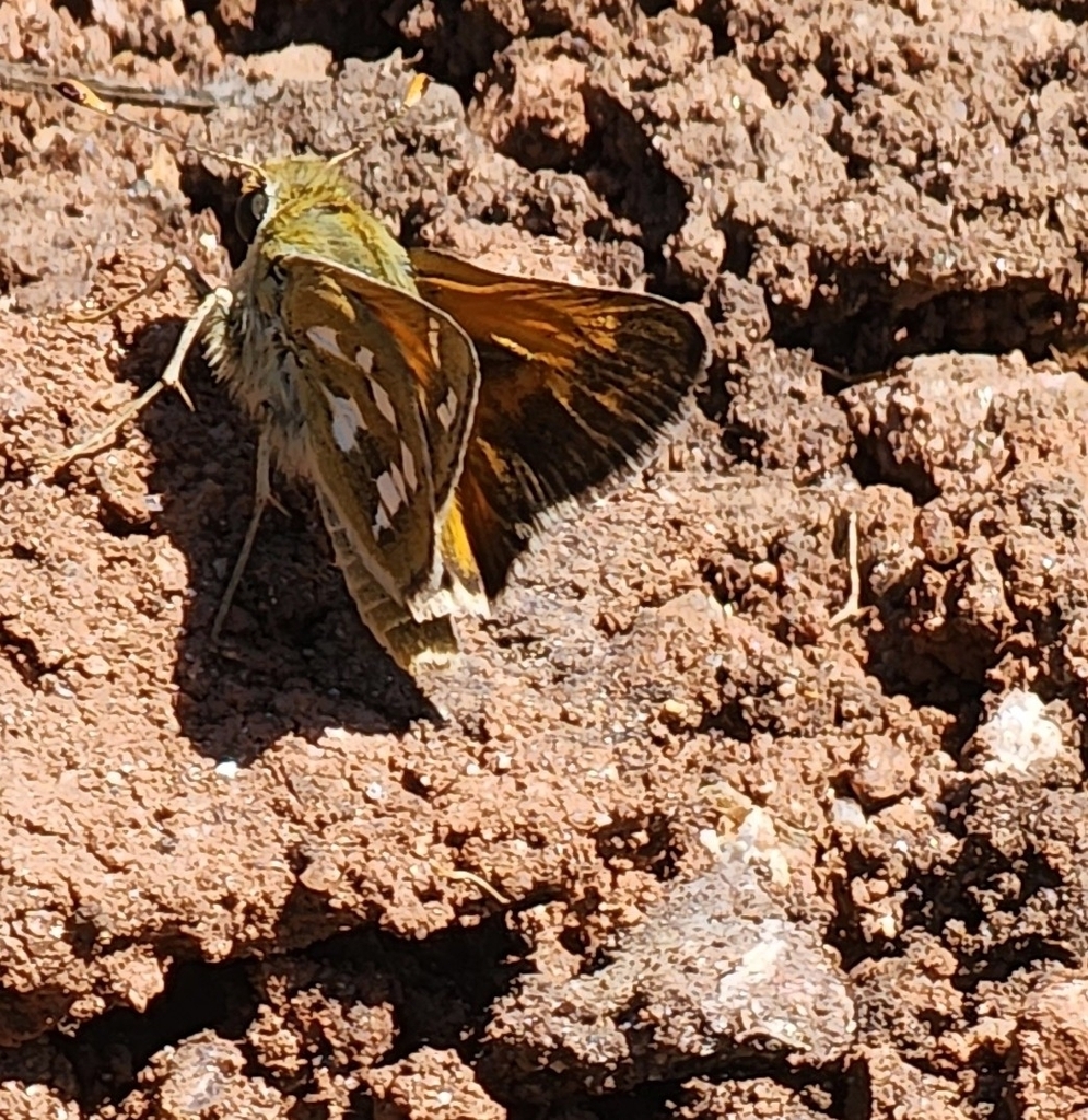Pahaska Skipper from Lyons, CO 80540, USA on July 7, 2023 at 10:47 AM ...