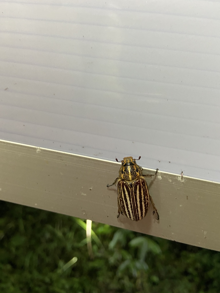 Polyphylla taiwana from 臺灣島, 平溪區, NWT, TW on July 8, 2023 at 01:44 AM ...