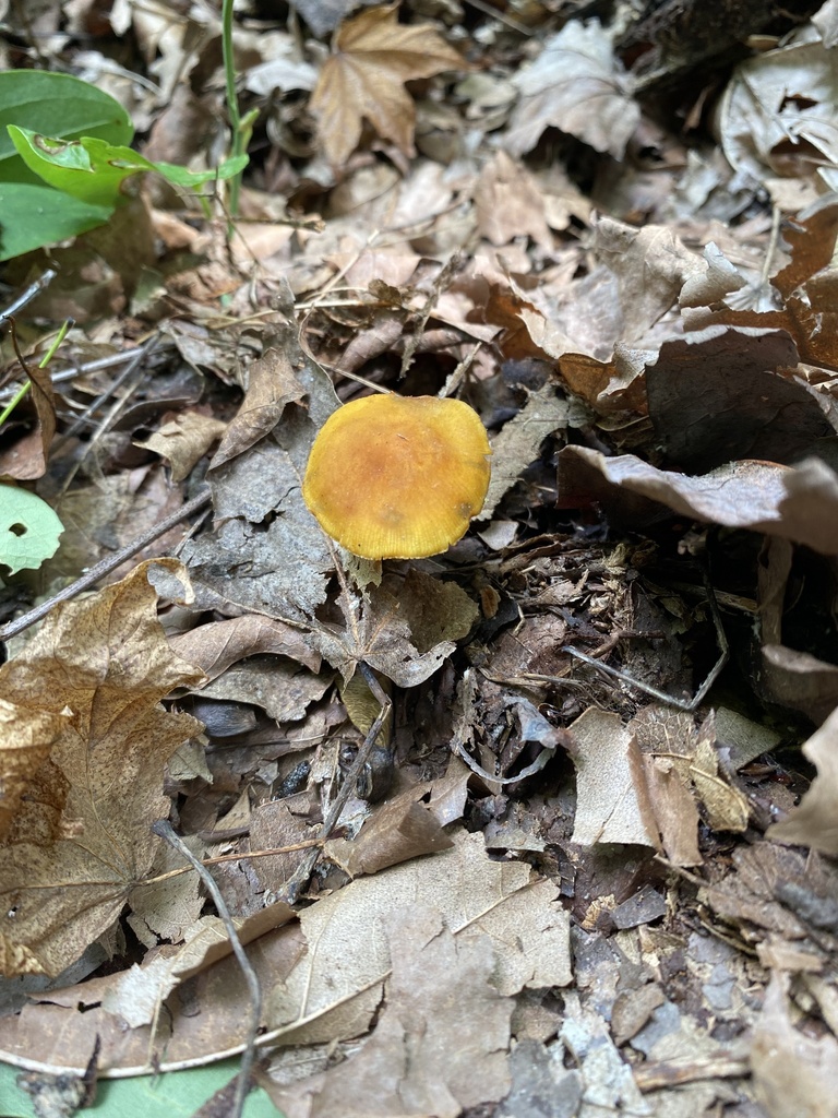 Heimiomyces tenuipes from Nashville, IN, US on June 30, 2023 at 04:05 ...