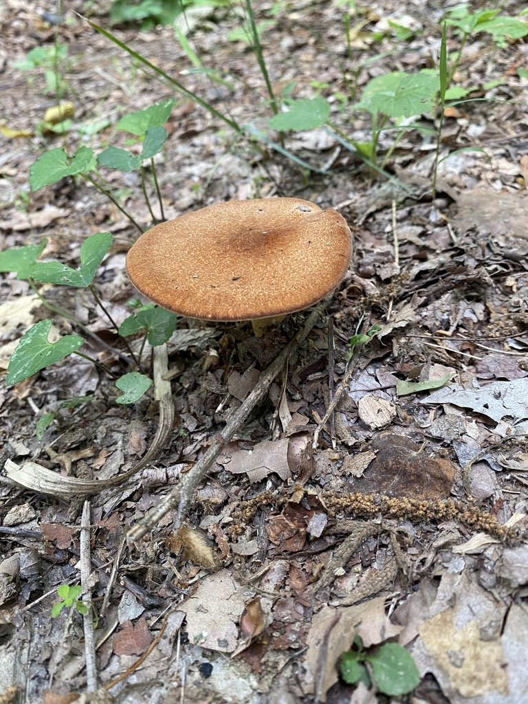 Rooting Polypore from Nashville, IN, US on June 21, 2023 at 10:36 AM by ...