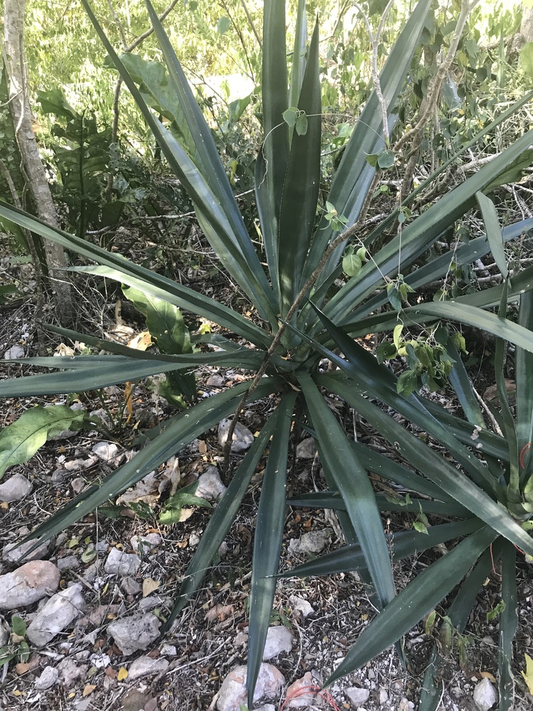 Henequen (Agave fourcroydes) - Botanical Realm