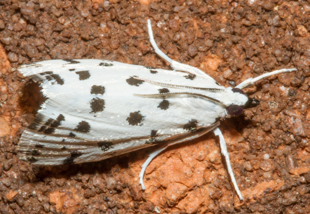 Spotted Peppergrass Moth in June 2023 by Eric Williams. A Spotted ...