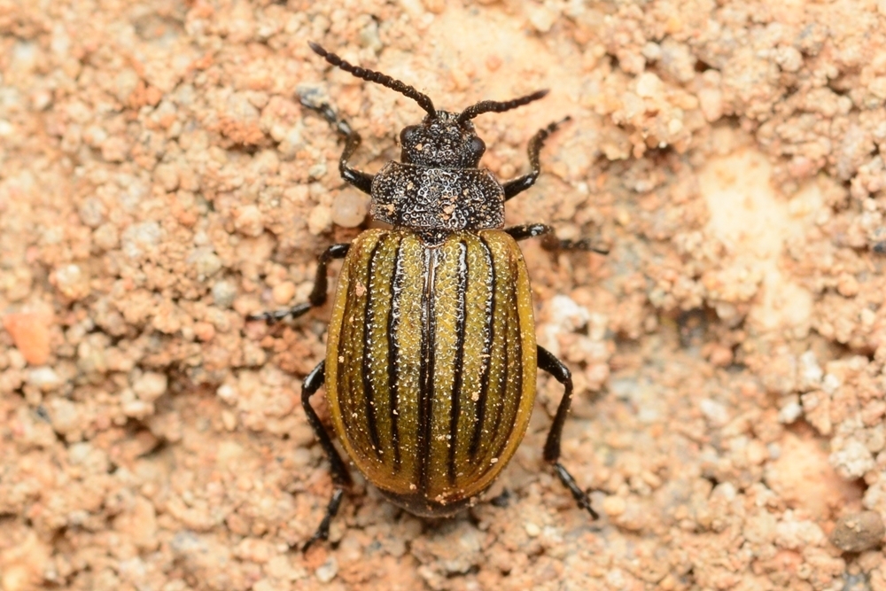 Galeruca daurica from Dundgovi, Mongolia on June 25, 2023 at 04:28 PM ...