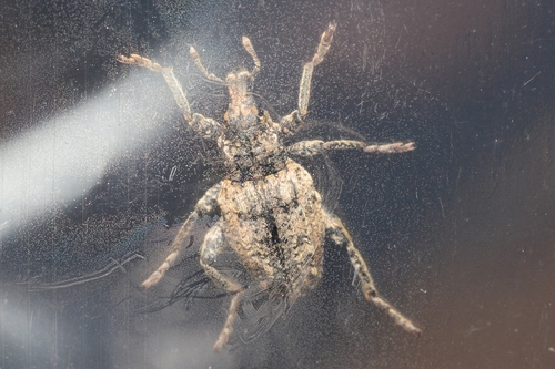 bagous's Favorites · iNaturalist