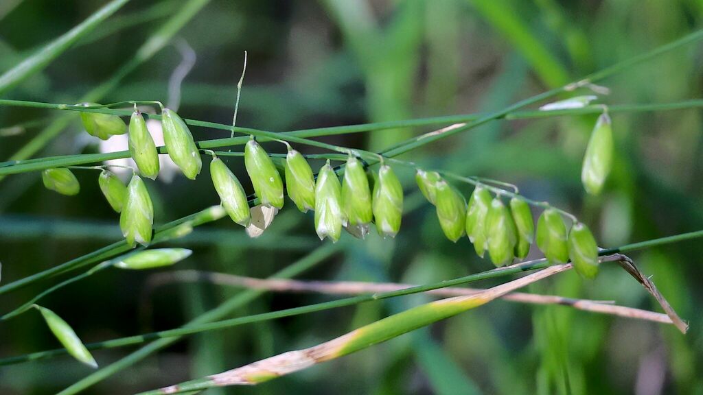 Twoflower Melicgrass from Harris County, TX, USA on April 22, 2023 at ...