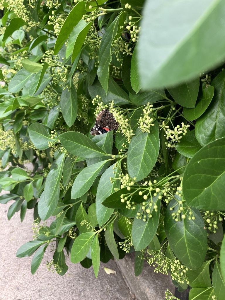 Red Admiral in July 2023 by Rachel Kenner · iNaturalist