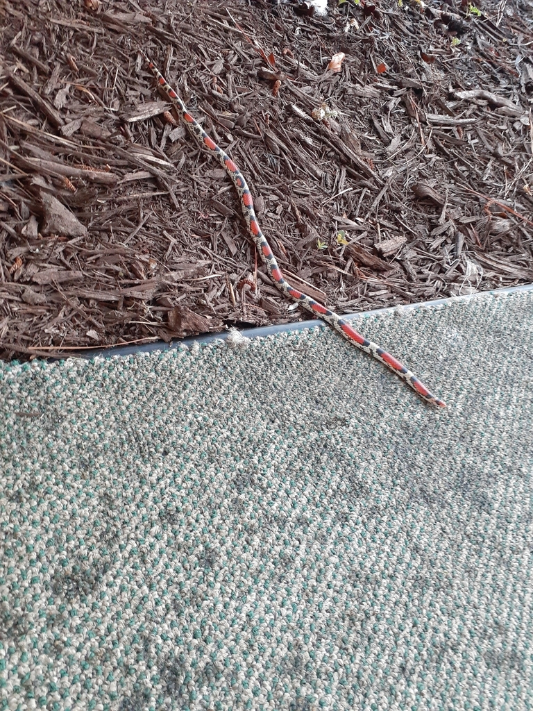 Gimkit - live learning game show