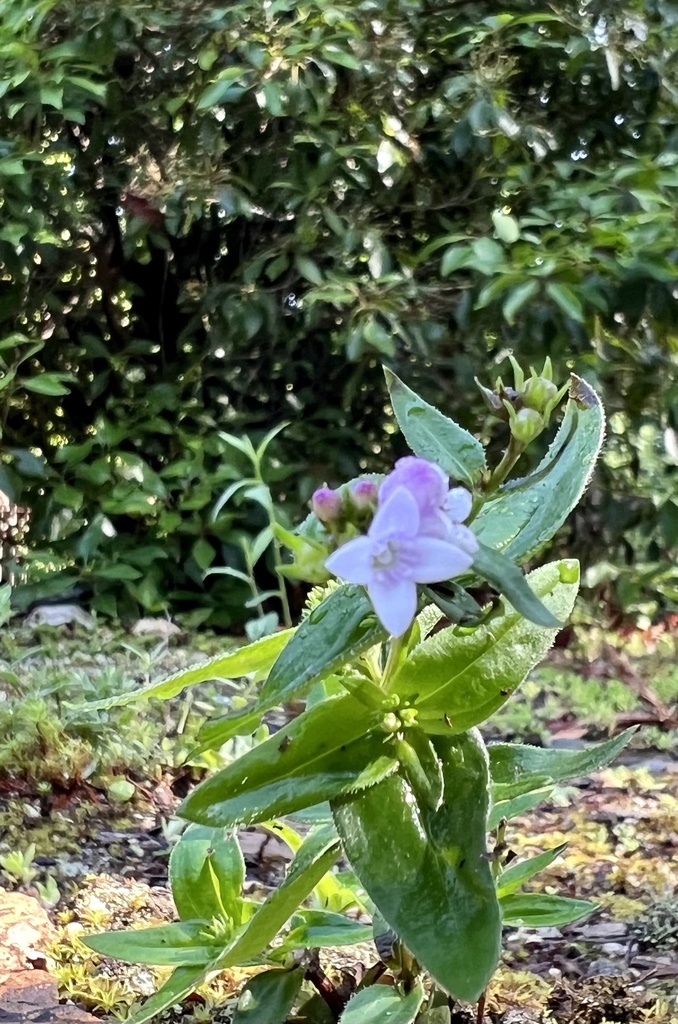 summer bluet from Pisgah National Forest, Lake Toxaway, NC, US on July ...