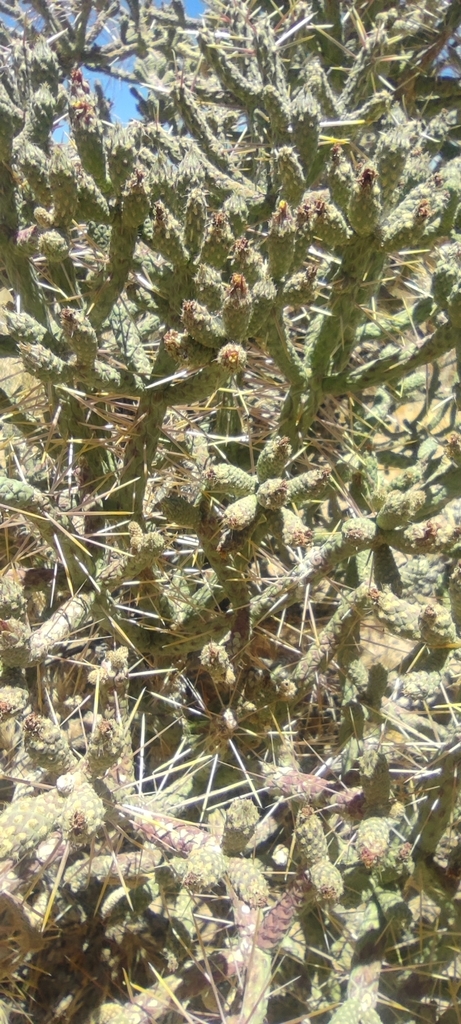 Branched Pencil Cholla from Joshua Tree National Park, San Bernardino ...