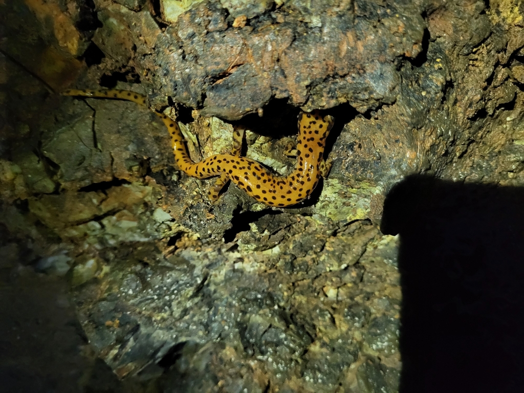 Cave Salamander from Wildcat Glades Conservation & Audubon Center on ...