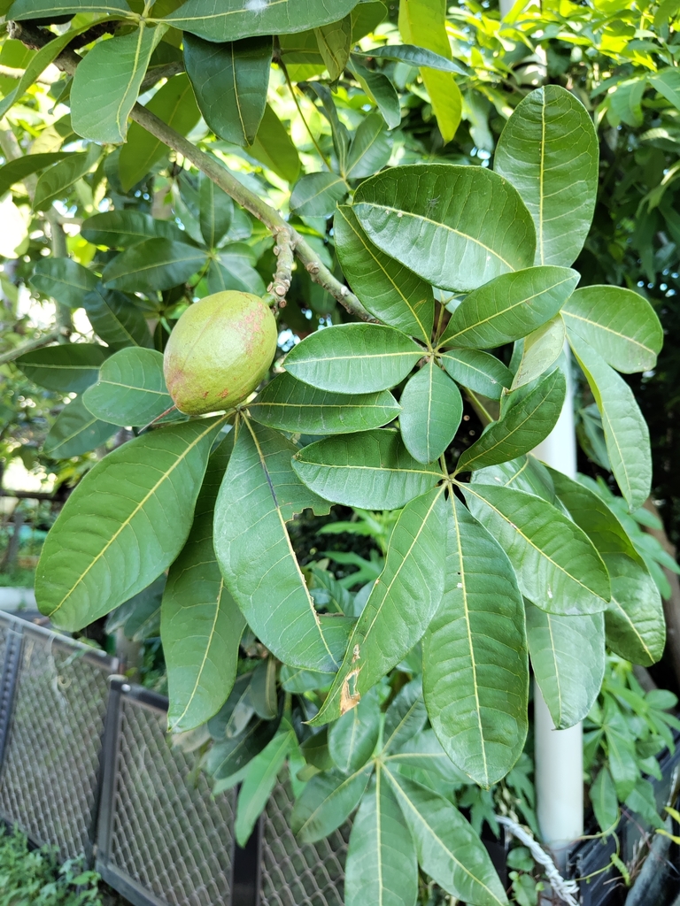 saba nut tree from 270台灣宜蘭縣蘇澳鎮蘇西里 on July 8, 2023 at 07:18 AM by hao ...