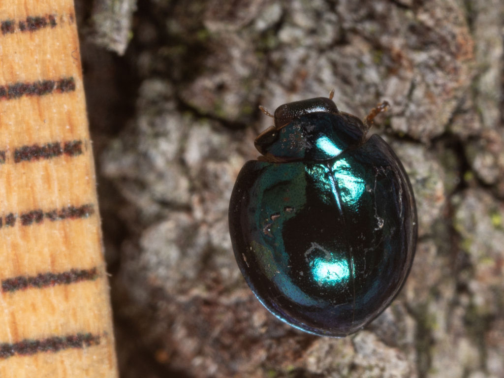 Steelblue Lady Beetle from Invermay, Tasmania, Australia on June 30 ...
