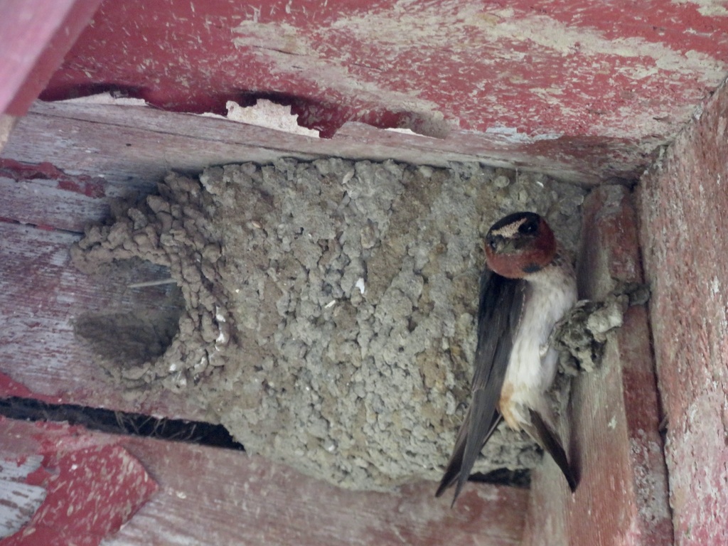 Cliff Swallow from Fremont, CA, USA on June 18, 2023 at 11:51 AM by ...