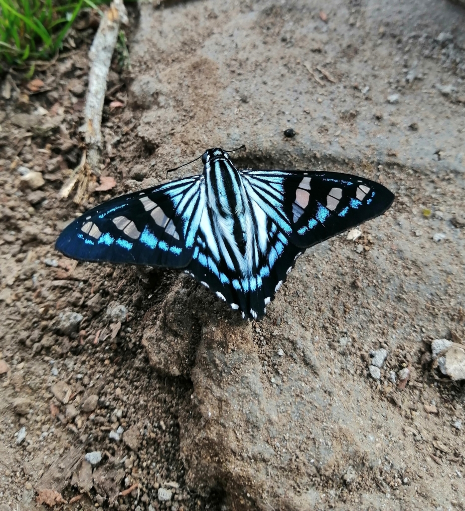 Phocides perillus from Salento on July 4, 2023 at 02:30 PM by Danna ...