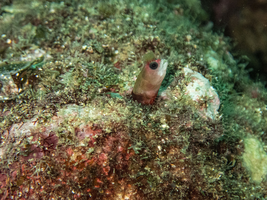 Tufted Blenny in April 2023 by Silvia Sierra-Escrigas y Marco Garzón ...