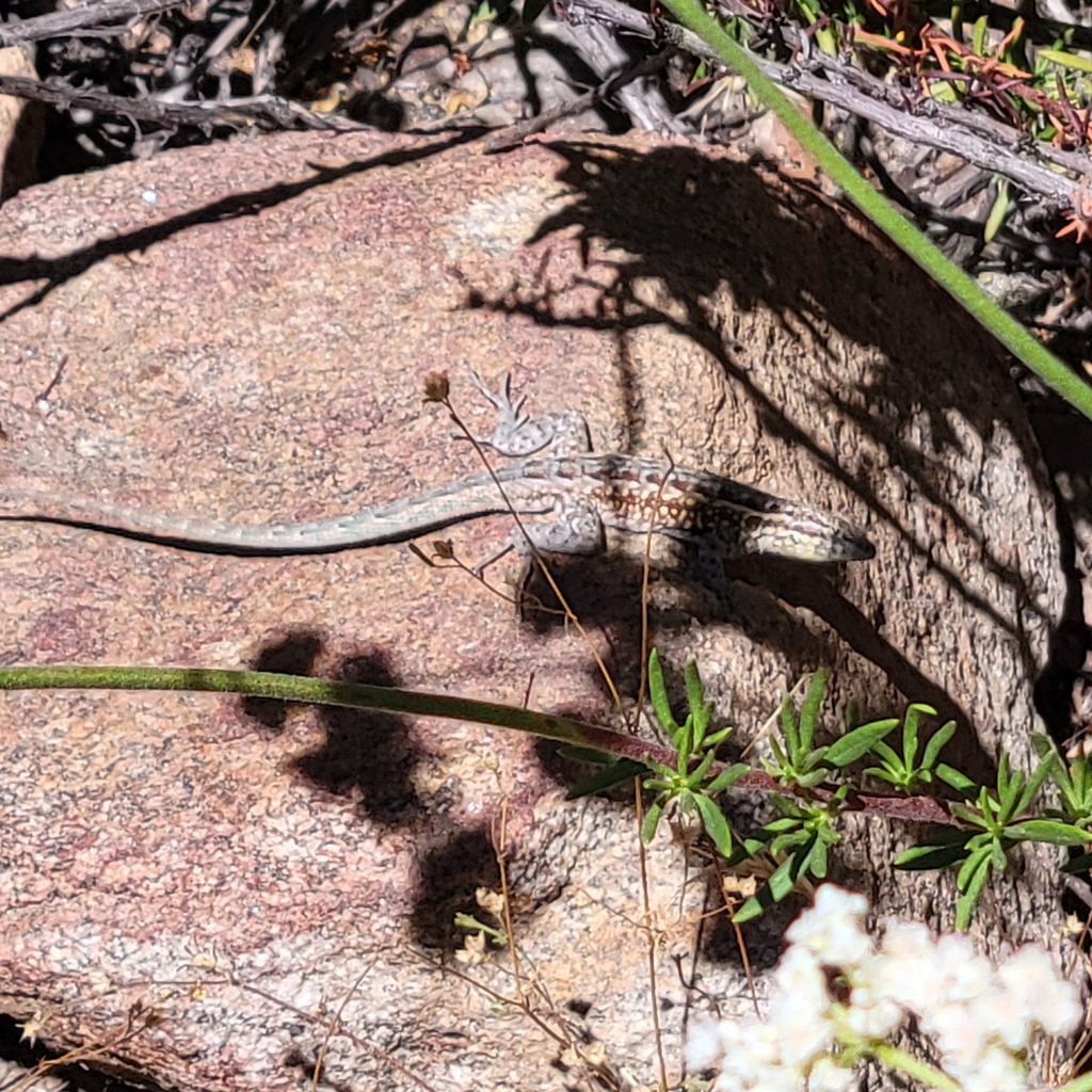 Western Side-blotched Lizard from Riverside County, CA, USA on July 7 ...