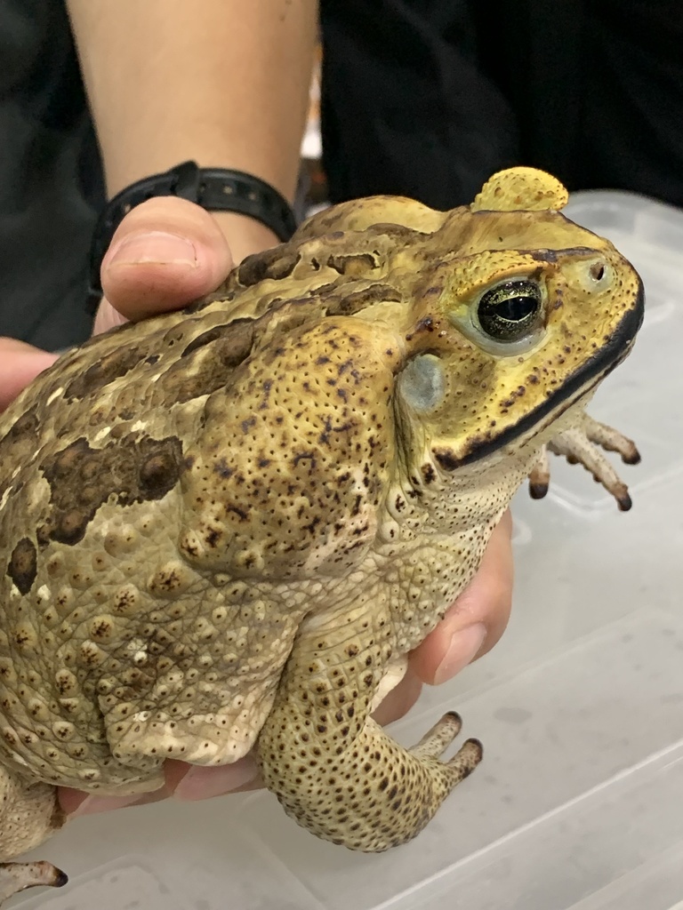 Cane Toad from 臺灣島, 集集鎮, NAN, TW on July 6, 2023 at 08:23 PM by 張羽嫣 ...