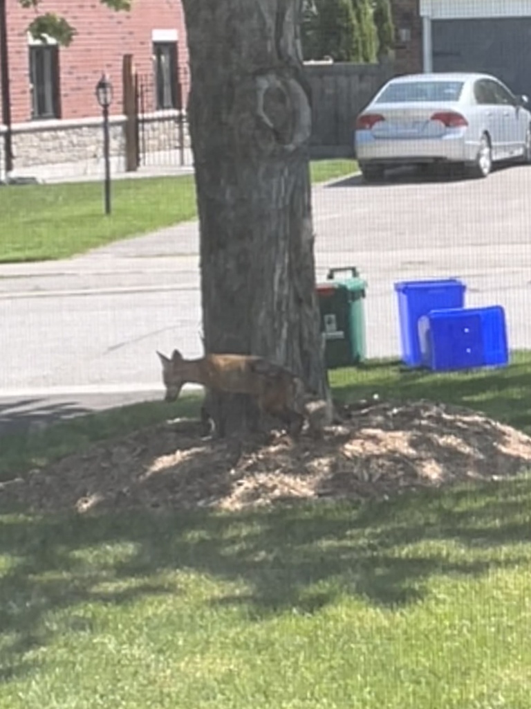 Red Fox from Joseph St, Uxbridge, ON, CA on July 7, 2023 at 11:34 AM by ...