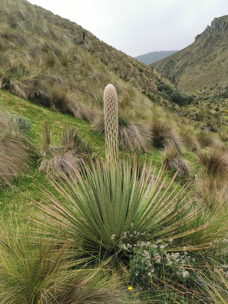 Puya hamata from Baños, Ecuador on June 23, 2023 at 11:15 AM by ...