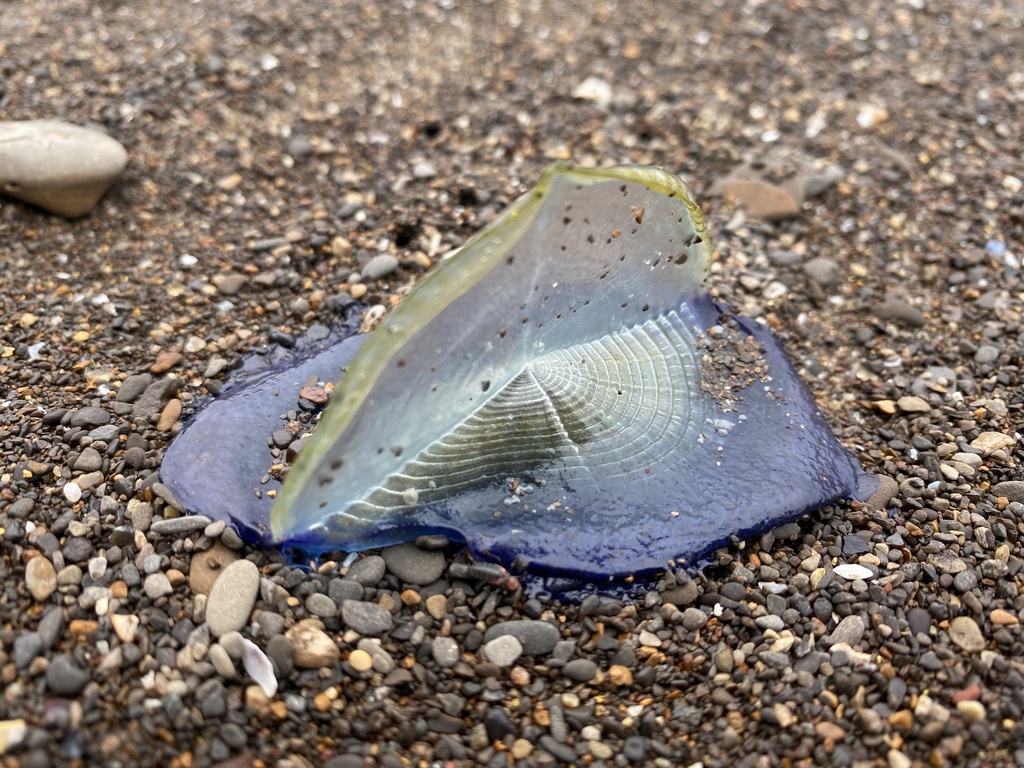 By-the-wind Sailor from S Ocean Pkwy, Bolinas, CA, US on July 6, 2023 ...