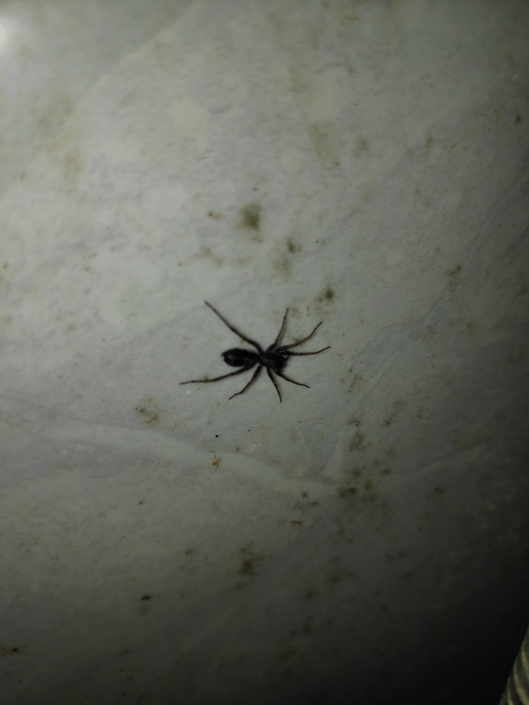 Snake-back Spider from 936V+PFM, Danda Lakhond, Dehradun, Uttarakhand ...