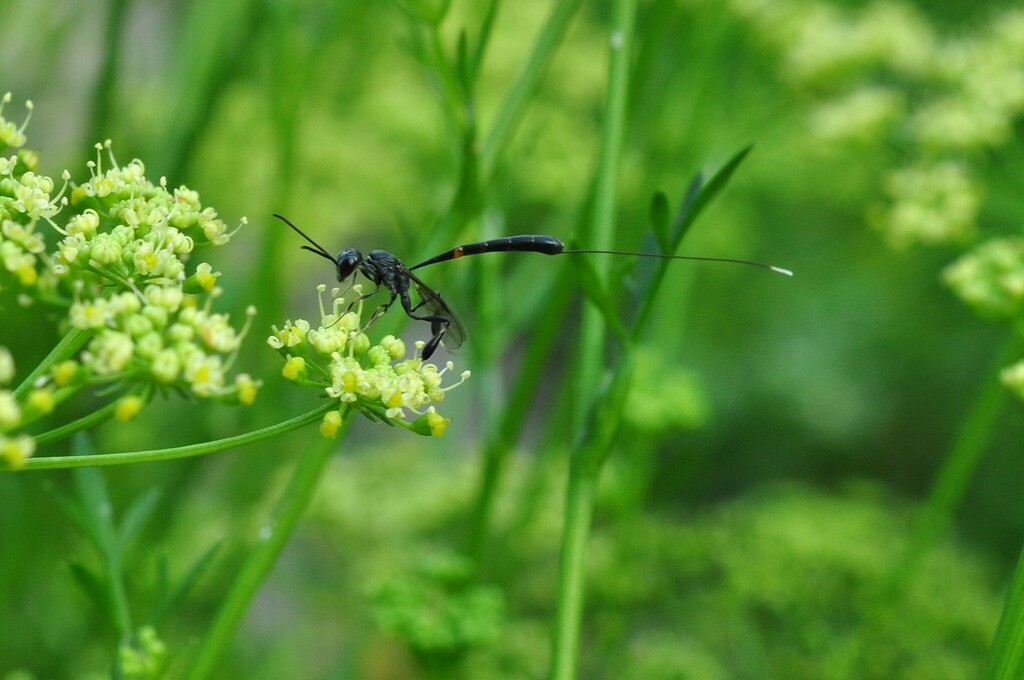 Gasteruption in July 2023 by elizabeth_8 · iNaturalist