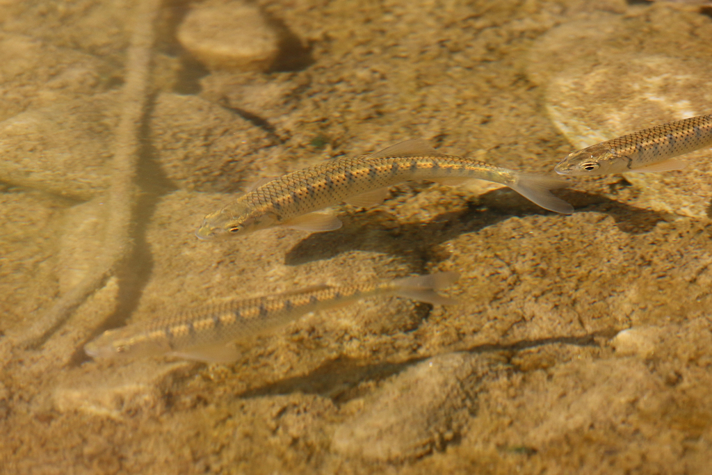 Barilius from Papum Reserved Forest on November 25, 2018 by Martin ...