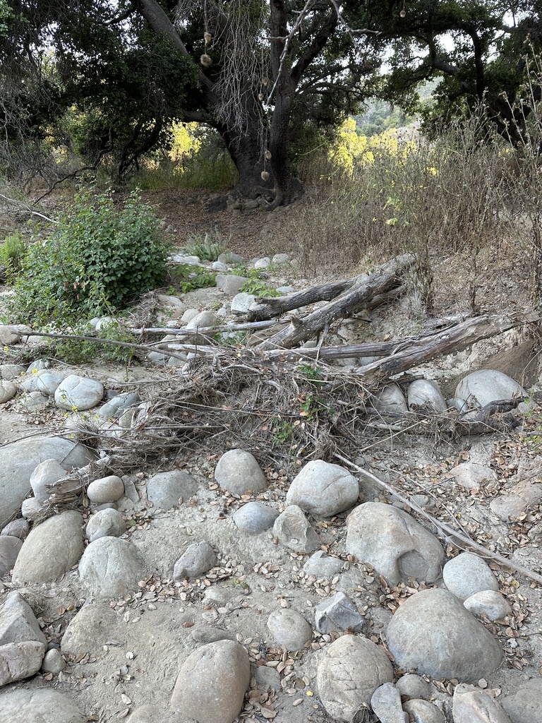 Bushy-tailed Woodrat from Ventura Hillsides, Ventura, CA, US on July 7 ...