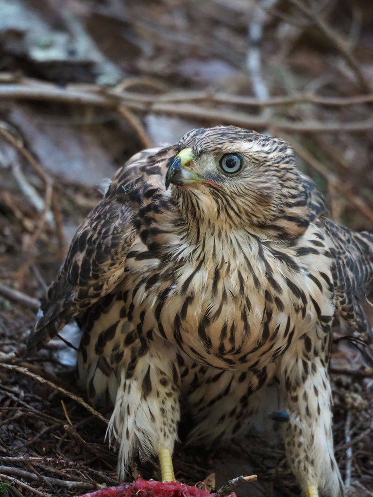 Northern Goshawk in July 2021 by Corrie Harrison. Juvenile goshawk ...