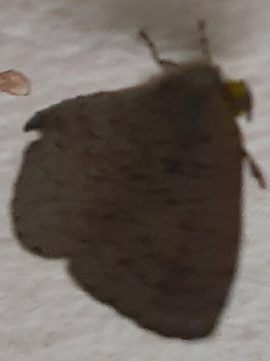 Apefly from Cheruvathur on July 8, 2023 at 09:19 AM by Chandra K ...