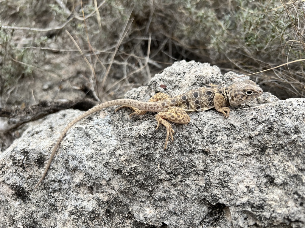 Reticulate Collared Lizard in July 2023 by Ian Meloni · iNaturalist