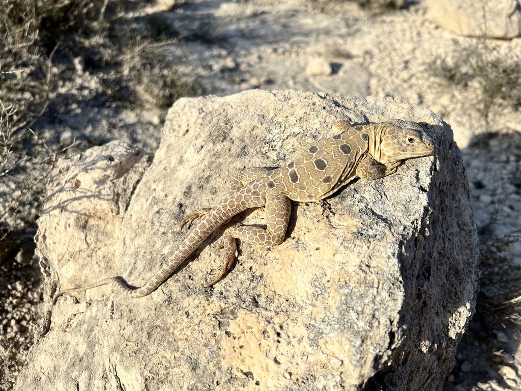 Reticulate Collared Lizard in July 2023 by Ian Meloni · iNaturalist
