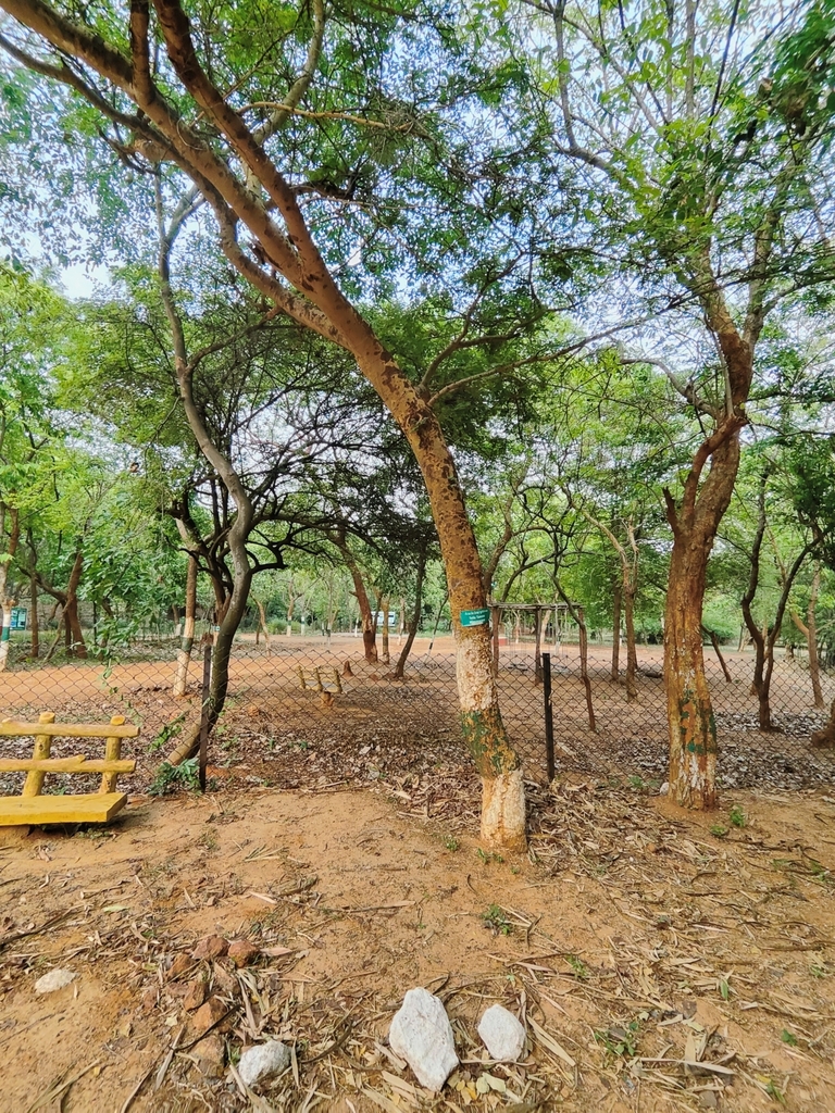 White Bark Acacia from Q89V+524, Visakhapatnam, Andhra Pradesh 531173 ...