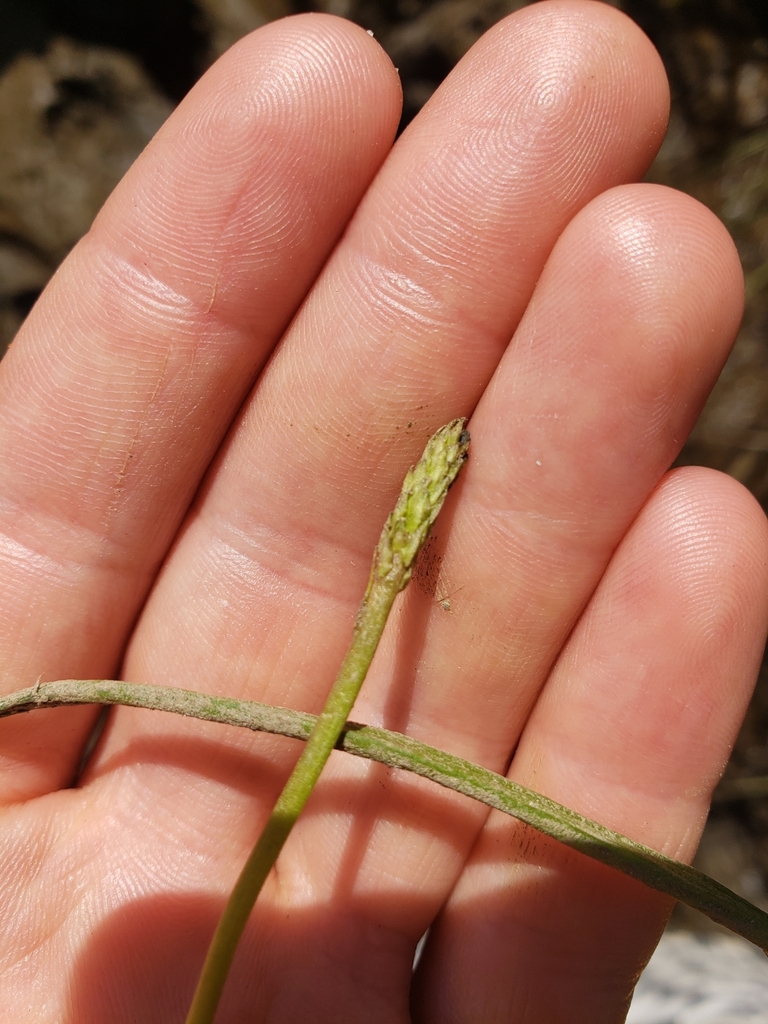 flowering-quillwort from Marysville, WA, USA on July 3, 2023 at 11:29 ...
