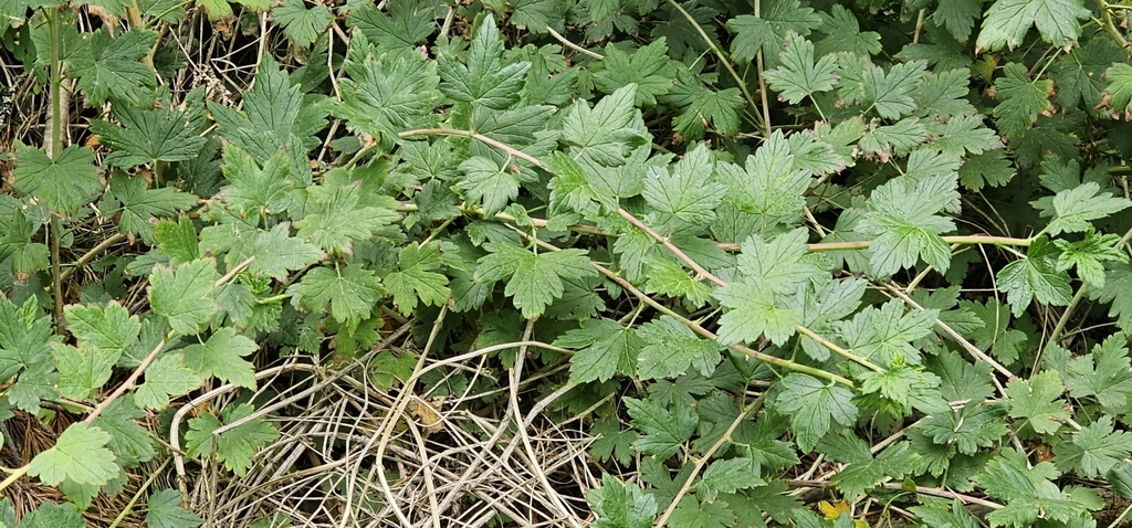 spreading gooseberry from Port Angeles, WA 98363, USA on July 7, 2023 ...