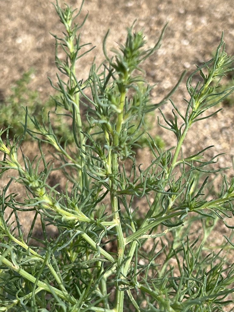 Slender Russian-thistle from Choibalsan - Khalkhgol, Dornod, MN on July ...