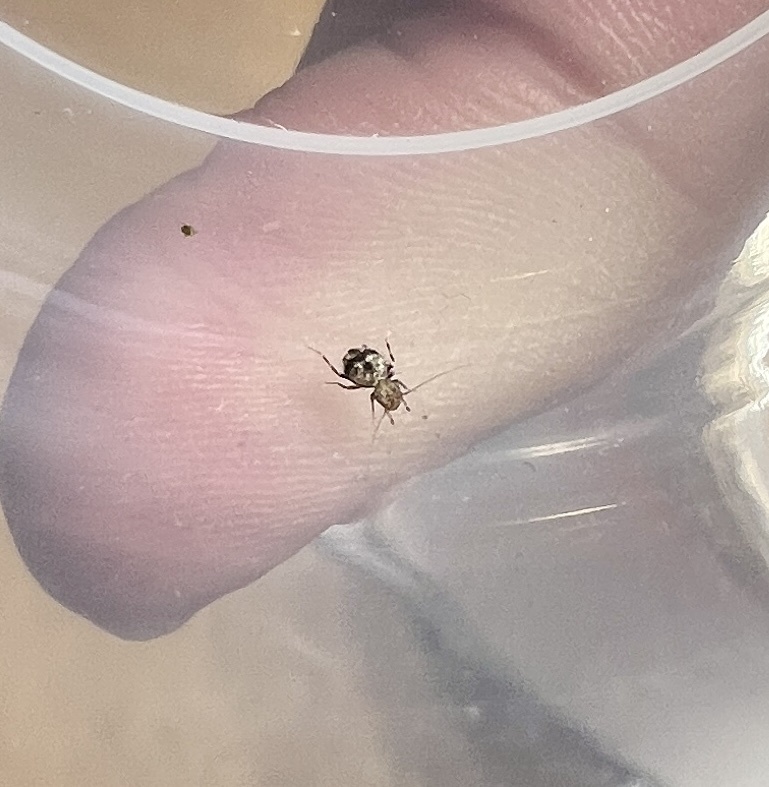 Scaly-winged Barklice in July 2023 by satsuma28 · iNaturalist