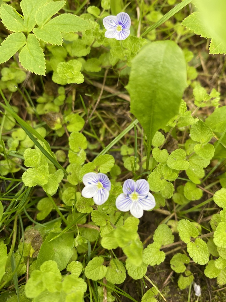 Slender speedwell from Нижний пруд, Се́ргиево-Поса́дский район ...
