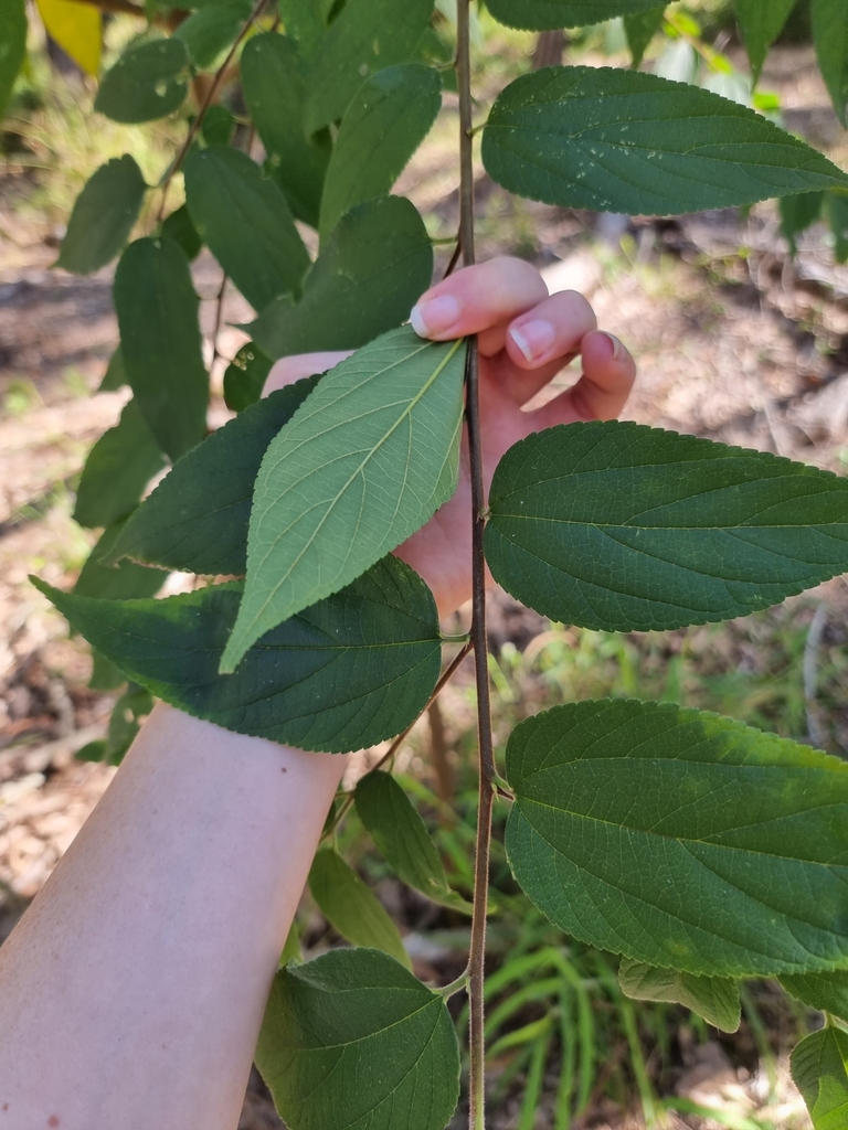 Nettle Tree from White Rock Conservation Area on July 8, 2023 at 12:59 ...