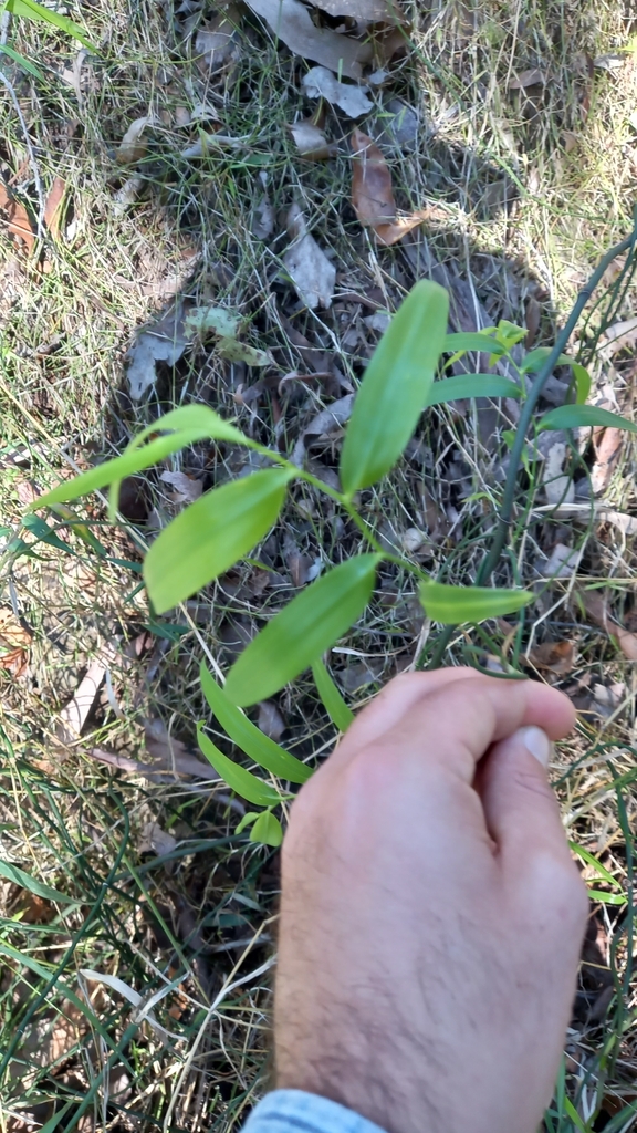 Climbing Lily from Mount Crosby QLD 4306, Australia on July 8, 2023 at ...