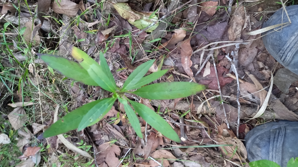 Claoxylon australe from Mount Crosby QLD 4306, Australia on July 8 ...