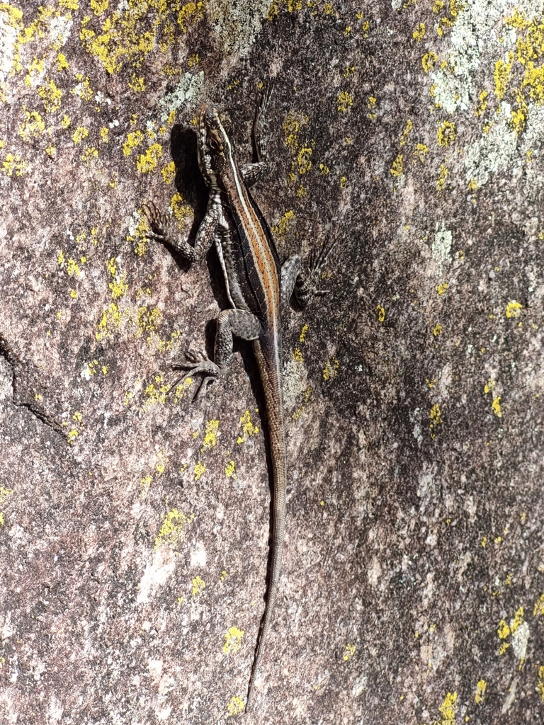 Striped Lava Lizard from Rua Morro da Toca, 210 Quirino, Itatim - BA ...