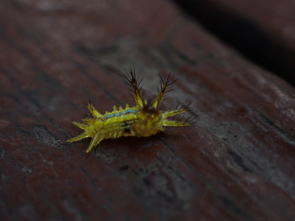 Monema flavescens from 玄武区, 南京市, 江苏省, CN on July 8, 2023 at 12:43 PM by ...