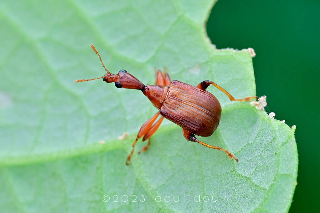 Apoderinae from 中国浙江省杭州市临安区浙西大峡谷 on June 22, 2023 at 04:13 PM by Fan ...