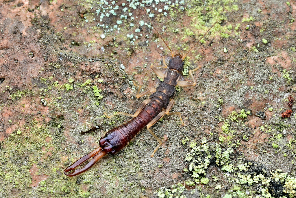 Challia fletcheri from 中国浙江省杭州市临安区浙西大峡谷 on June 22, 2023 at 09:24 PM by ...