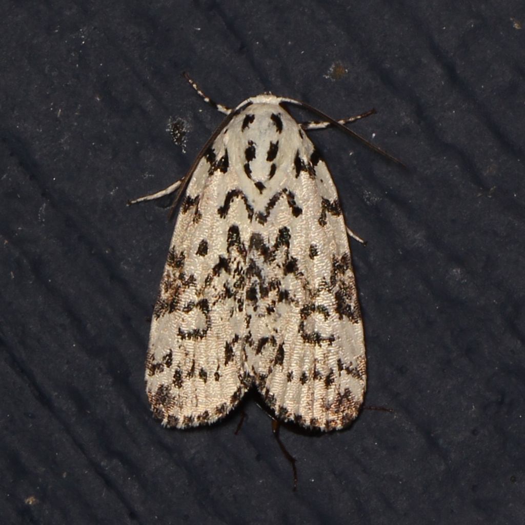 Hebrew Moth from 160 Jackson Mill Rd, Weston, WV 26452, USA on July 6 ...