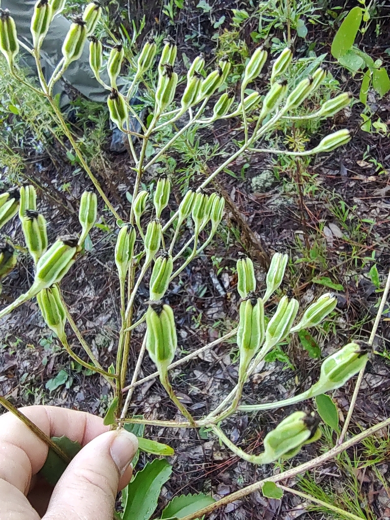 Florida Indian Plantain from Duval County, US-FL, US on July 8, 2023 at ...