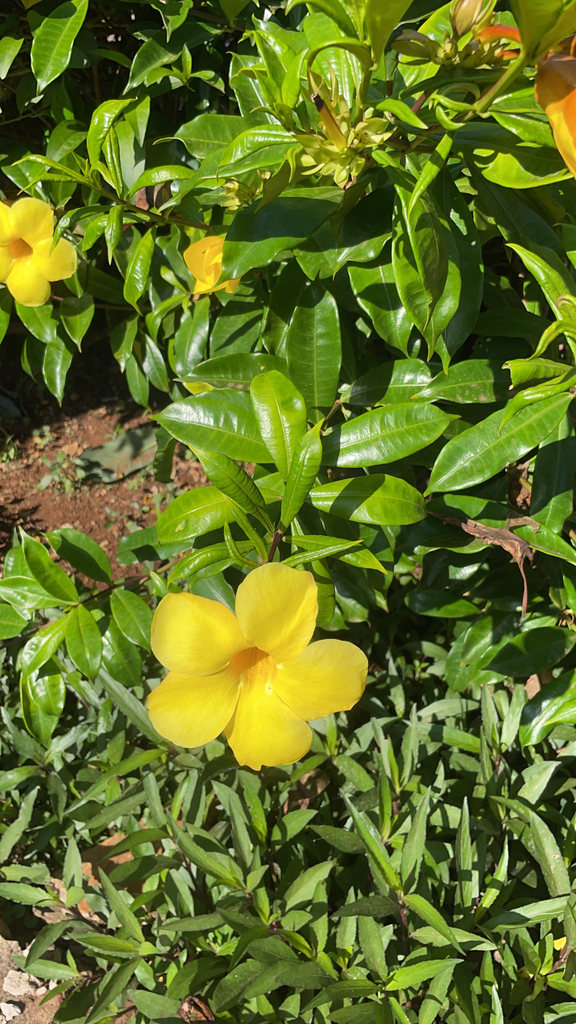 Golden Trumpet from Masai Mara, Narok West, KE-NR, KE on June 18, 2023 ...