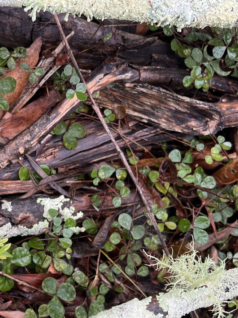 Pullenia gunnii from The Australian Botanic Garden, Mount Annan, NSW ...